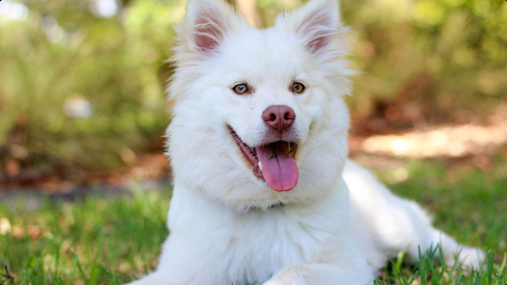 Sofia The Baddie Dog Video Watch The Hilarious Mishaps Of This