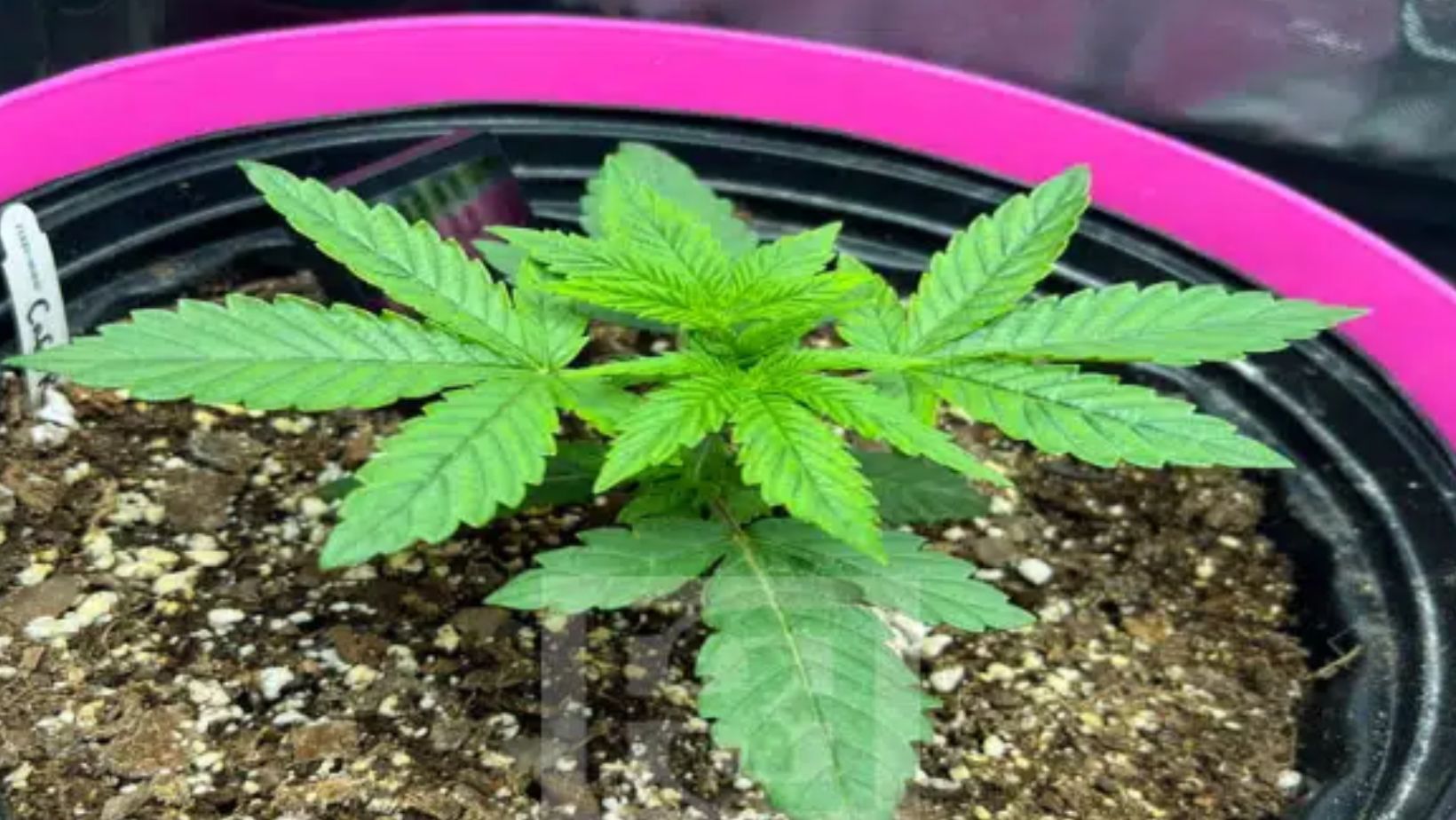 Bringing Nature Indoors with Blimburn Seeds: Organic Trends in Modern ...